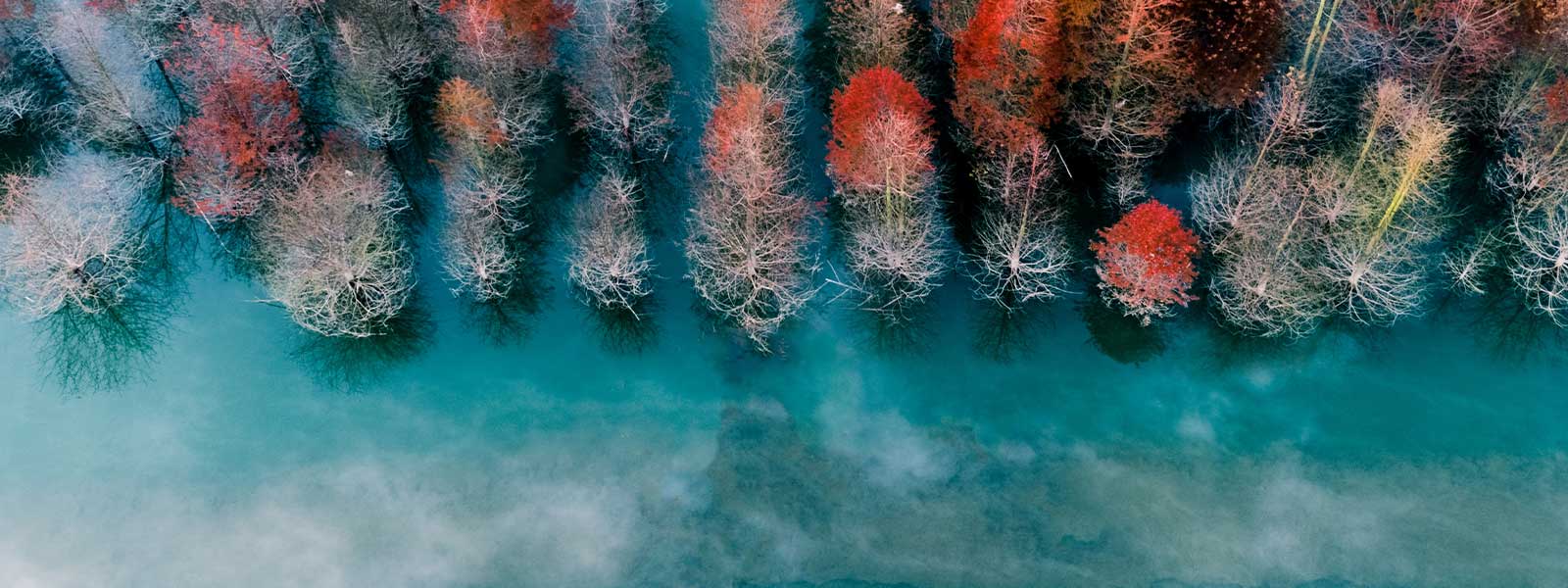 Can carbon credits help to save the world? | White & Case LLP