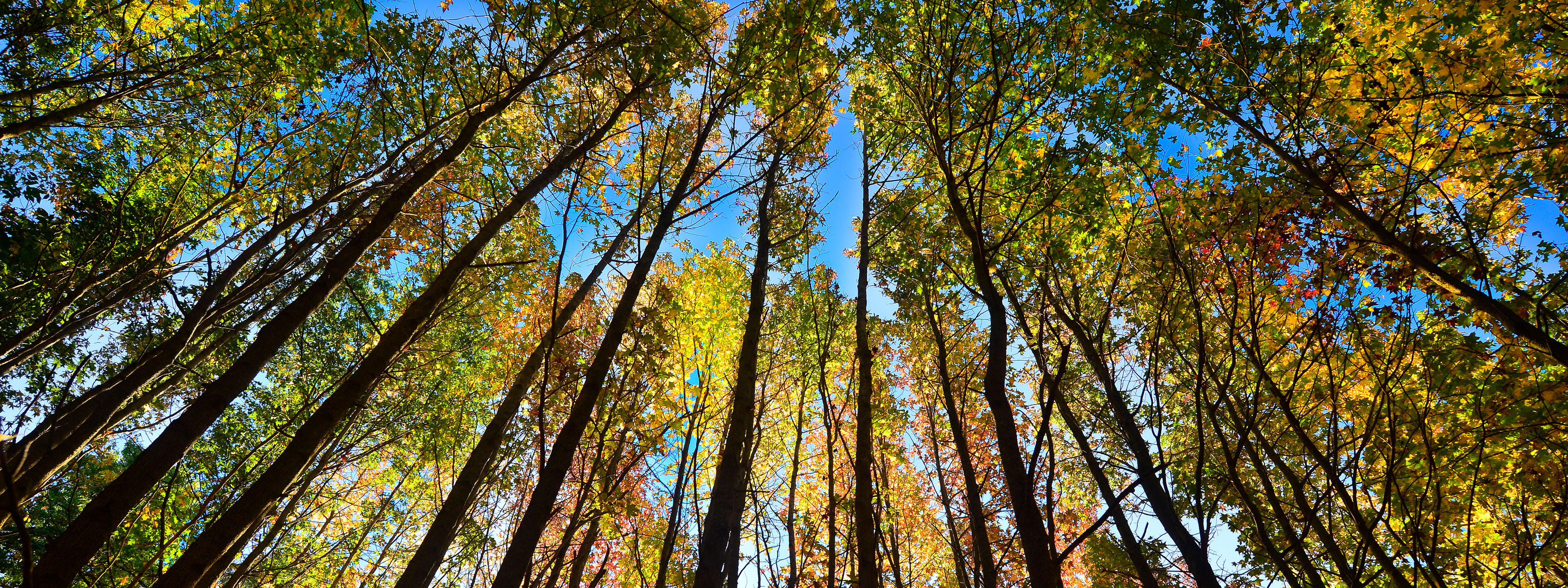 Firm’s pro bono initiative a catalyst for UN-REDD Carbon Rights report ...