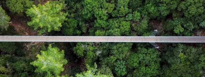 Insights | White & Case LLP