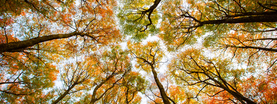 Awards & Rankings | White & Case LLP