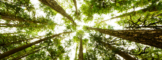 Awards & Rankings | White & Case LLP