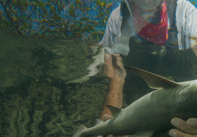 Sean Goldstein | Partner | White & Case LLP