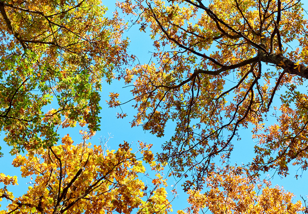 Guy Potel | Partner | White & Case LLP